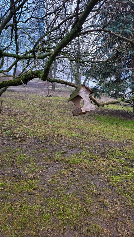 Bird Nest on Tree. DIY Bird House in Fog Stock Image - Image of ...