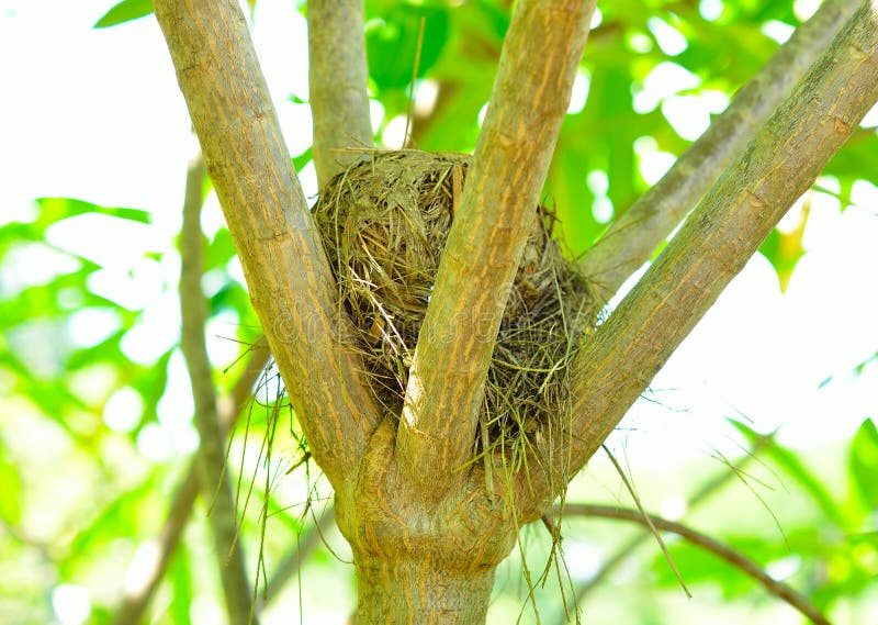 Grass, Bird Nest, Tree Picture. Image: 113241552