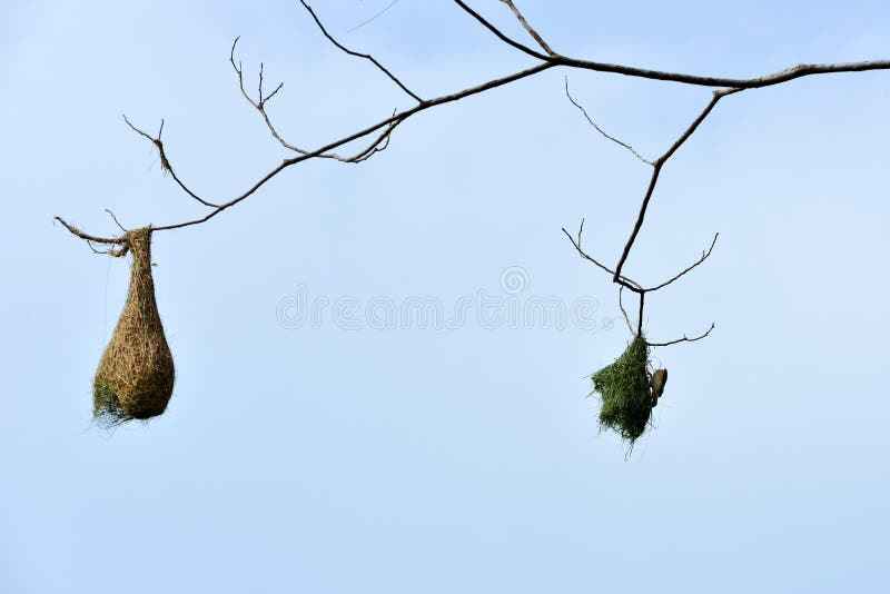 Bird Nest on a tree stock image. Image of bird, build - 40744695
