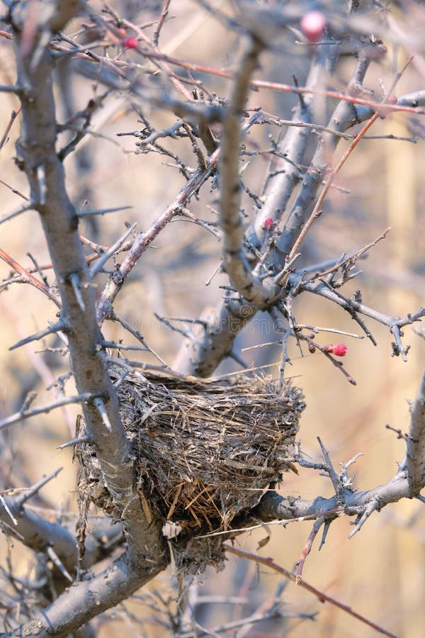 Bird nest stock photo. Image of wild, life, branches - 178561024