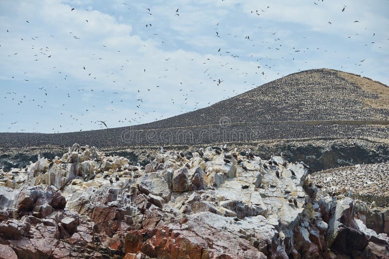 Bird Nesting Area at Ballestas-island Stock Photo - Image of peruvian ...