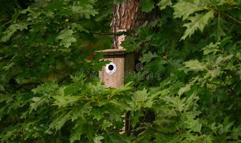 Bird Nesting Box on the Tree Stock Image - Image of nature, hanging ...