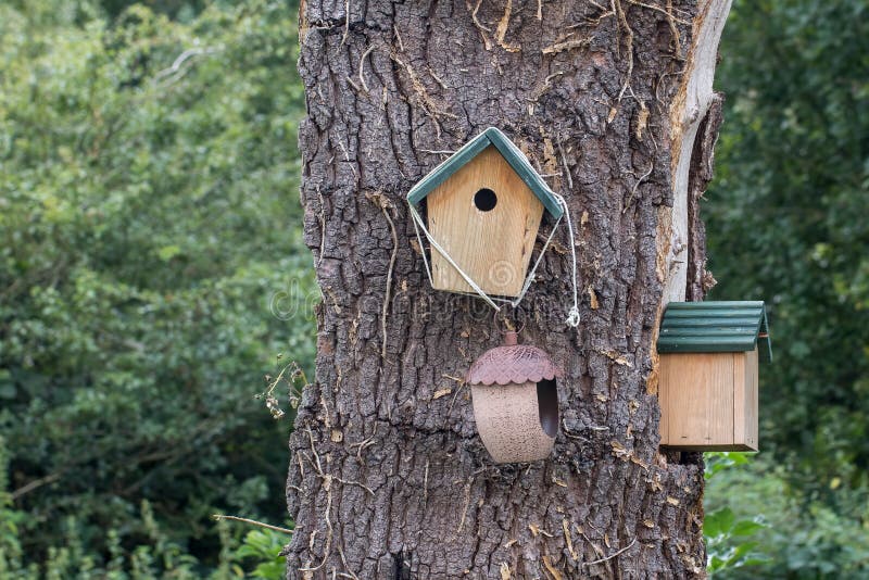 Bird Nesting Boxes on a Tree Trunk Stock Photo - Image of boxes, design ...