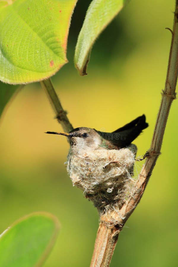 Hummingbird Nesting in Tree Stock Photo - Image of nature, looks: 32757360