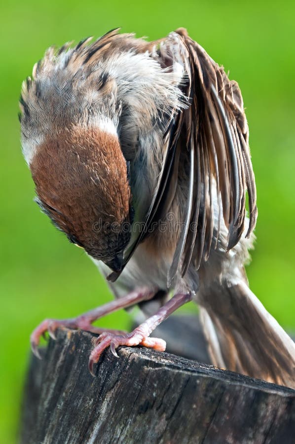 Bird stock photo. Image of foot, disheveled, black, lonely - 41662012