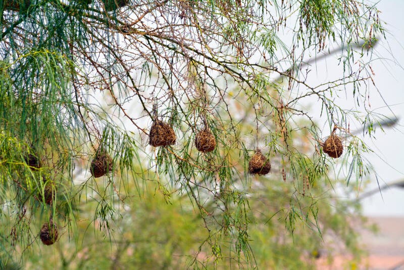 Bird nests stock photo. Image of beak, outdoor, nest - 140537018