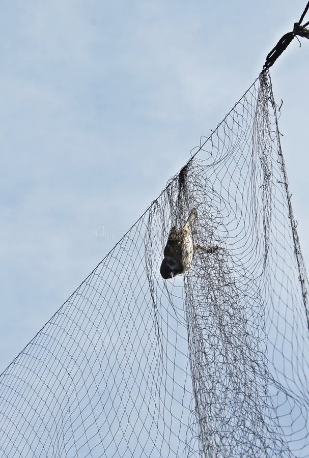 A Bird in net stock photo. Image of cloud, little, trap - 44399114