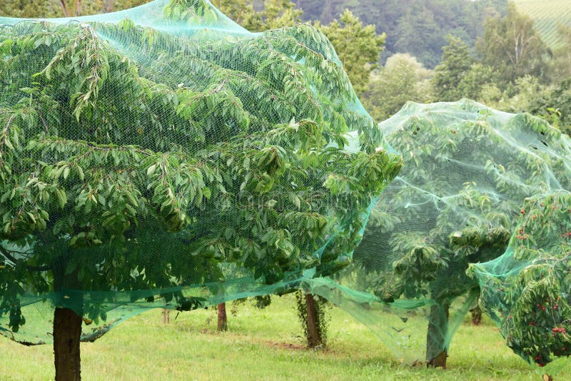 Bird Netting stock photo. Image of cherry, distribute - 118939562