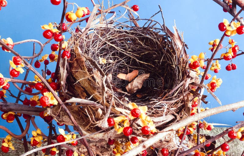 136 Bird Empty Next Stock Photos - Free & Royalty-Free Stock Photos ...