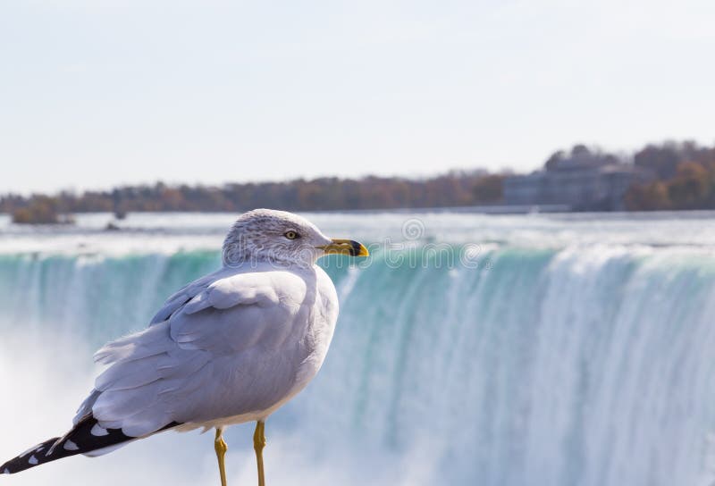 Bird at Niagara Falls stock image. Image of resident - 46681425