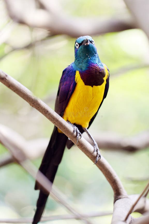 Bird stock photo. Image of plumes, inquisitive, colour - 59895620
