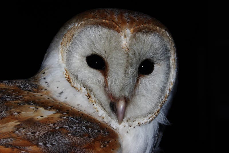 Bird stock image. Image of natural, night, moment, bird - 49516897