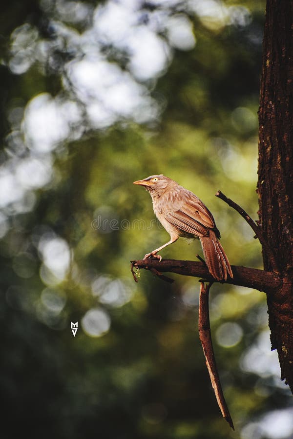 Bird No Bird Soars Too High If he Soars with His Own Wings. Stock Photo ...