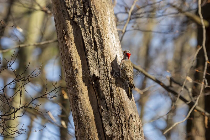 Bird. the Northern Flicker in Spring. Natural Scene from State Park of ...