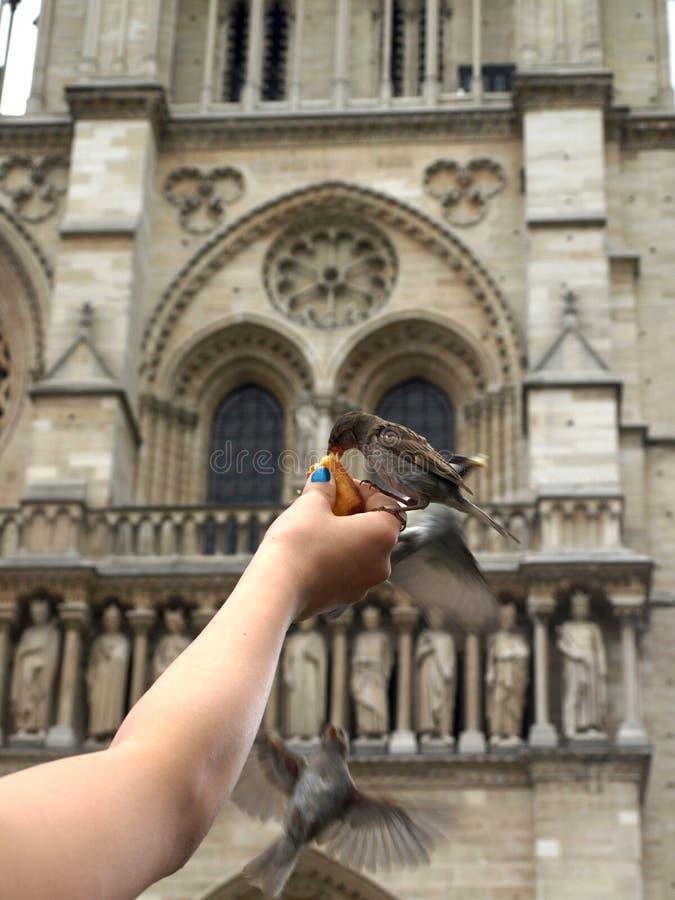 Bird on notre dame stock photo. Image of travel, bird - 26466518