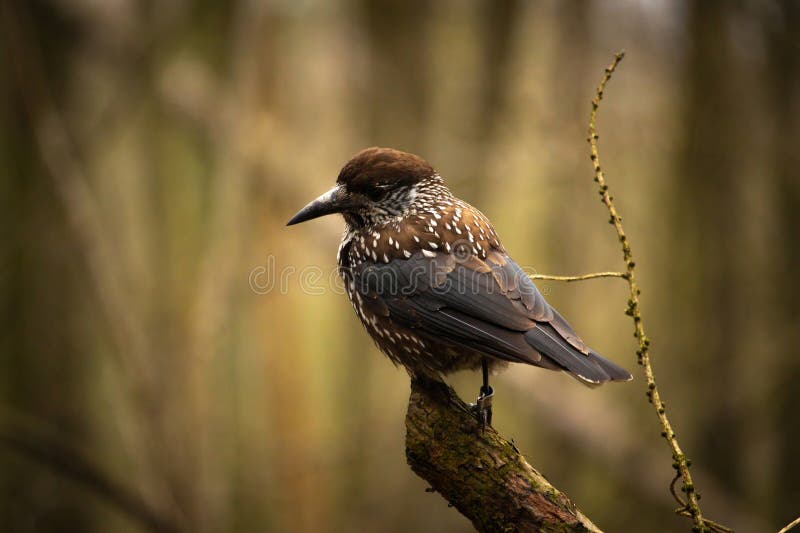 Bird Nutcracker with Ring Close Up Stock Photo - Image of animal ...