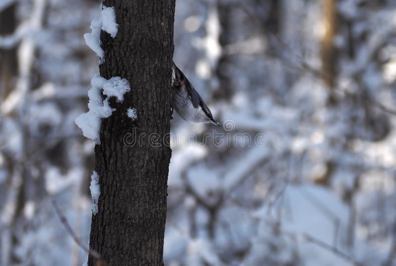 Bird Nuthatch at Snowy Tree in Cool Pose Looking Down Stock Image ...