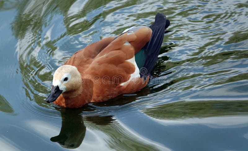 Bird Ogar stock image. Image of drake, duck, nature - 254617623