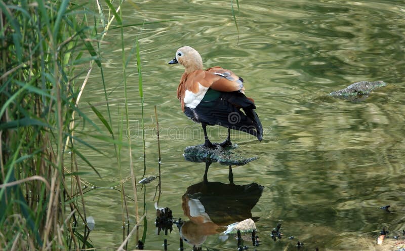 Bird Ogar stock image. Image of stand, walk, migratory - 275143207