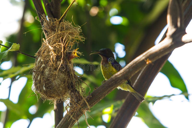 Bird (Olive-backed Sunbird) Stock Photo - Image of wing, feather: 36373052