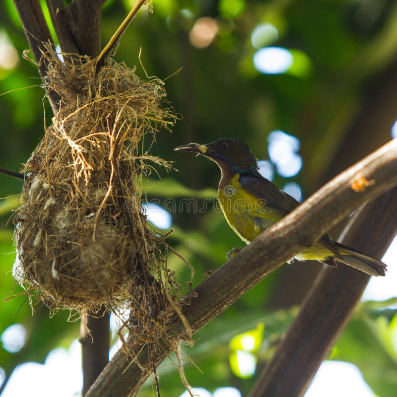 Bird (Olive-backed Sunbird) Stock Photo - Image of working, open: 40194504