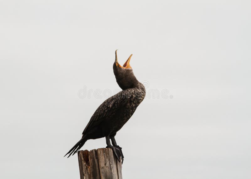 Bird with an open beak stock image. Image of outdoor - 63685177