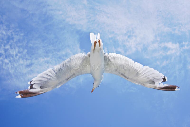 Bird open wings stock photo. Image of cloud, flight, birds - 13483162