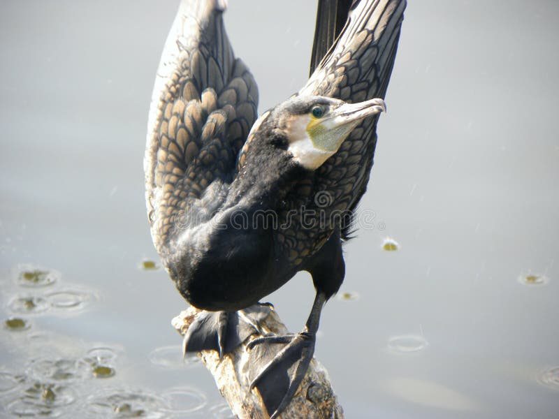 Bird with open wings stock image. Image of point, exotic - 67029307