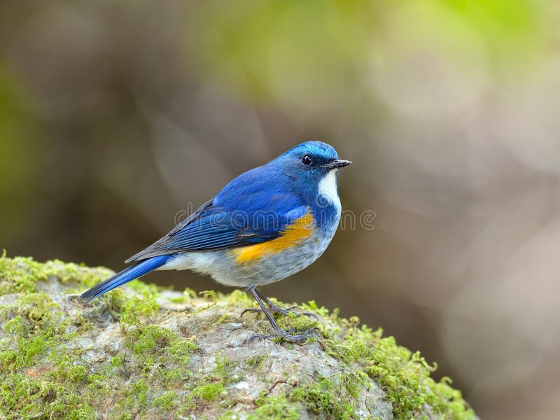 Bird (Orange-flanked Bush-Robin) , Thailand Stock Image - Image of ...