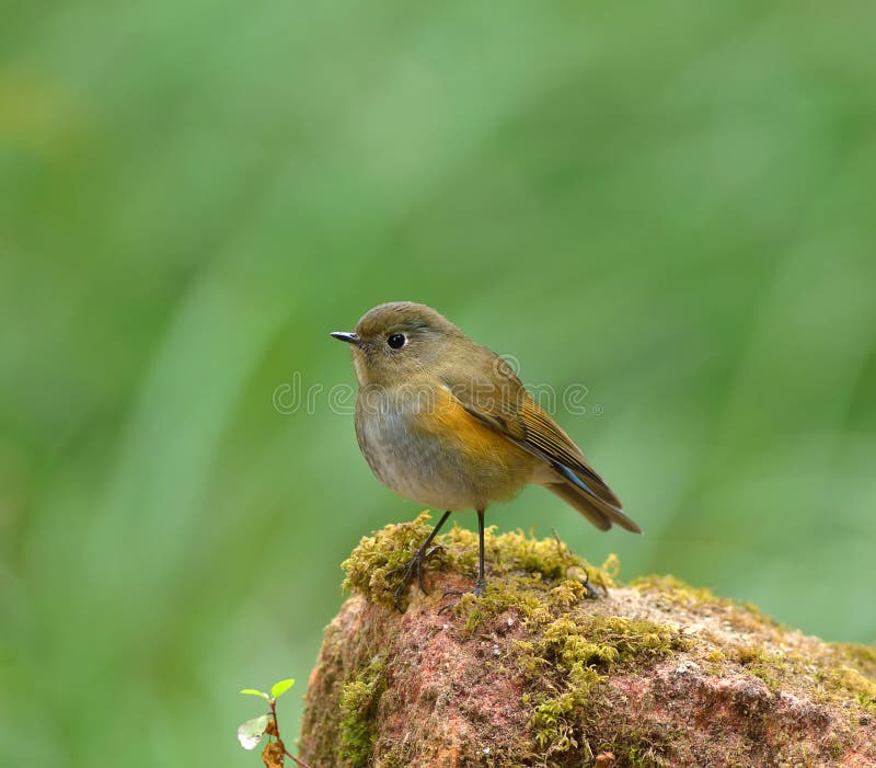 Bird (Orange-flanked Bush-Robin) , Thailand Stock Image - Image of ...