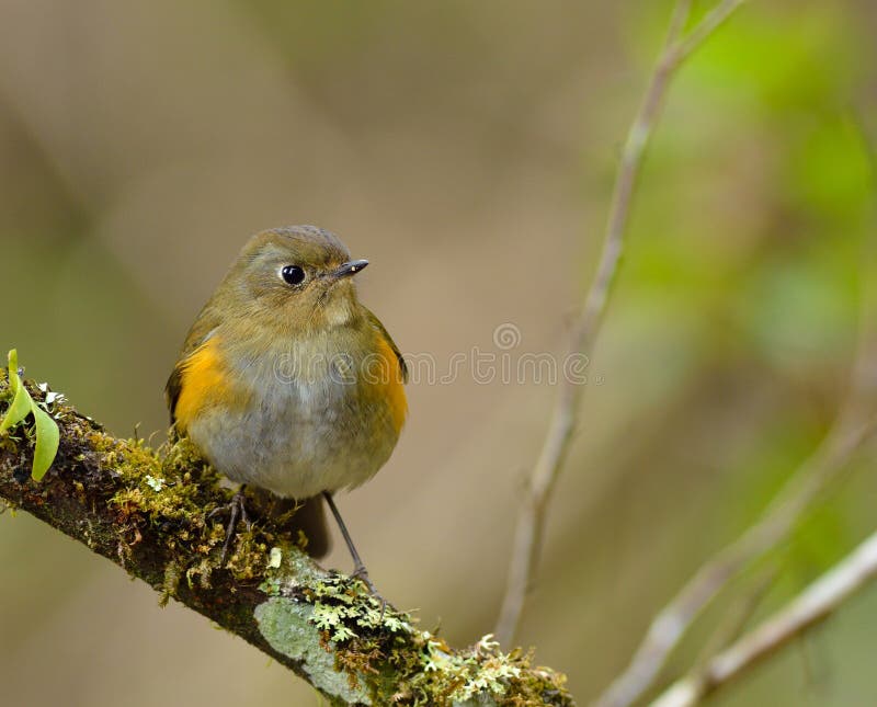 Bird (Orange-flanked Bush-Robin) , Thailand Stock Photo - Image of ...