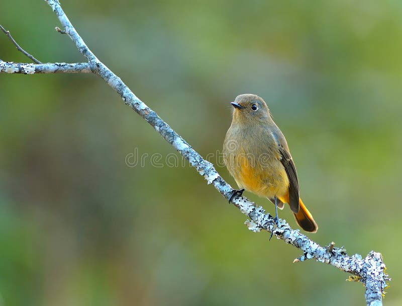 Bird (Orange-flanked Bush-Robin) , Thailand Stock Image - Image of ...