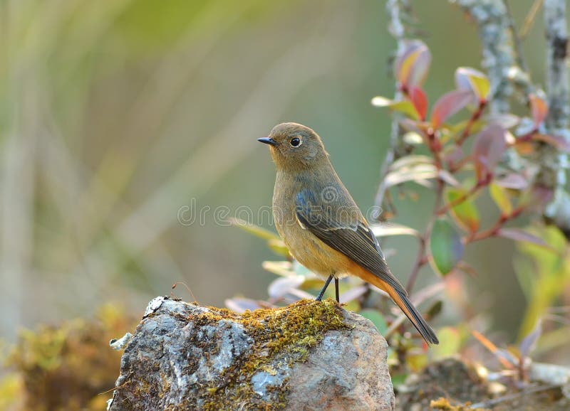 Bird (Orange-flanked Bush-Robin) , Thailand Stock Photo - Image of ...
