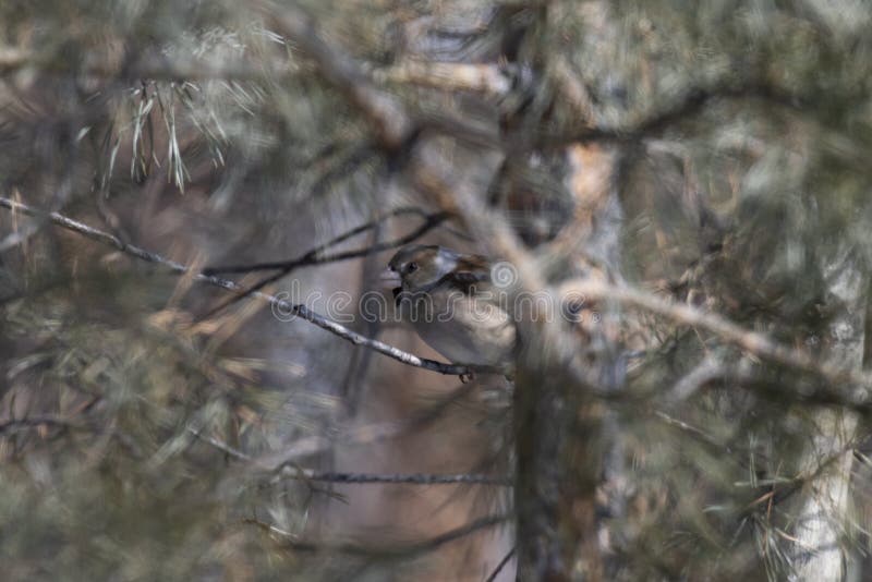 The Bird is an Ordinary Oakbill Stock Photo - Image of sparrow, nature ...