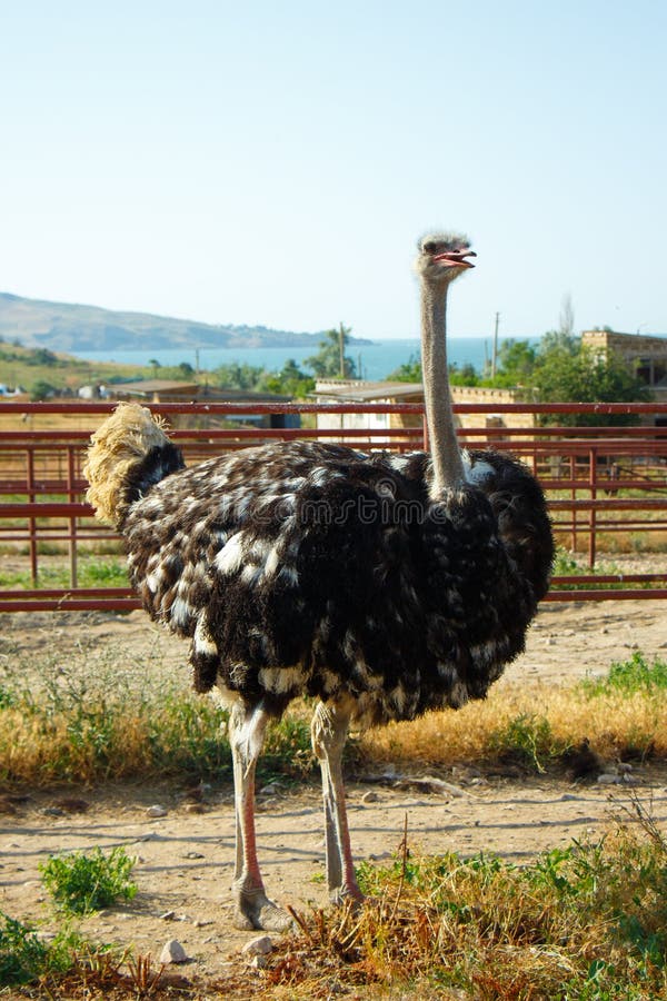 Ostrich in Full Growth on a Natural Background Stock Image - Image of ...