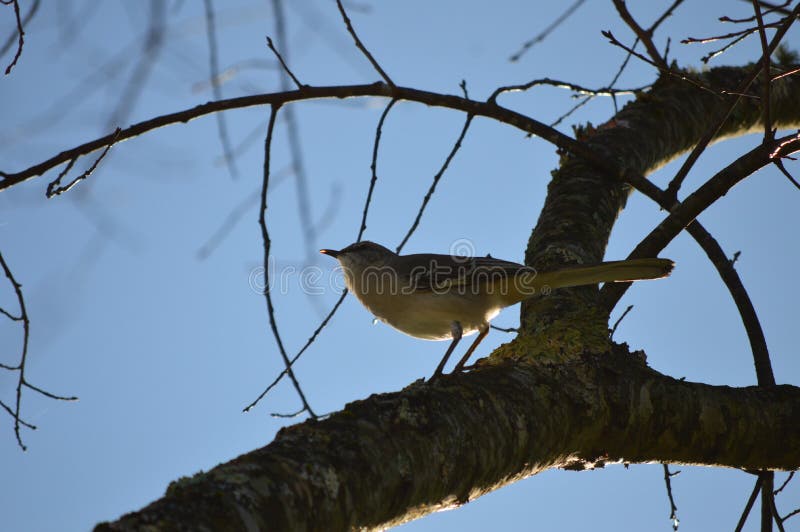 Bird out on a limb stock photo. Image of bird, perch - 199875676