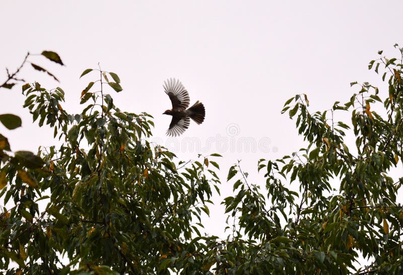 Bird with Outstretched Wings in Flight Stock Image - Image of ...