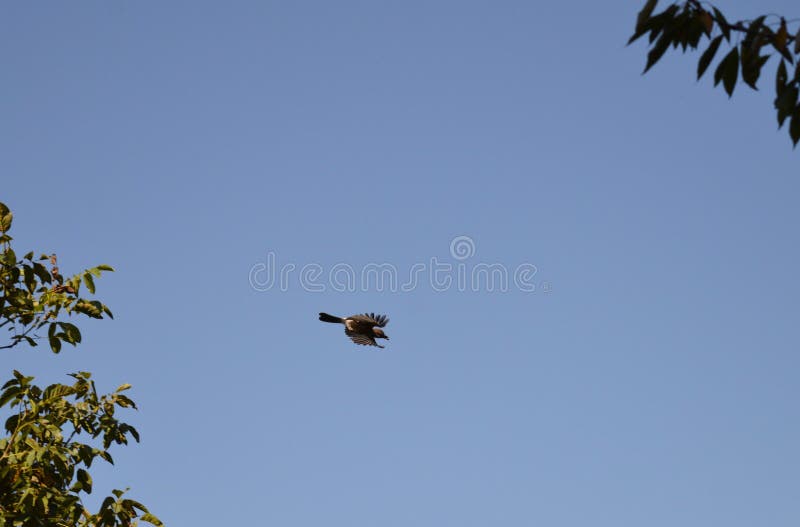 Bird with Outstretched Wings in Flight Stock Image - Image of ...