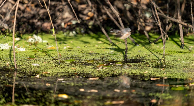 Bird Looking into the Mirror of the River Stock Photo - Image of beauty ...