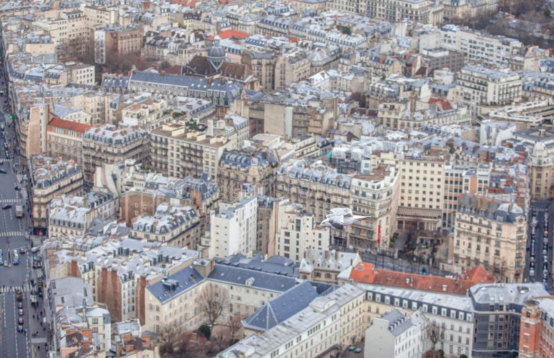 Bird over Paris stock photo. Image of france, cityscape - 146908974