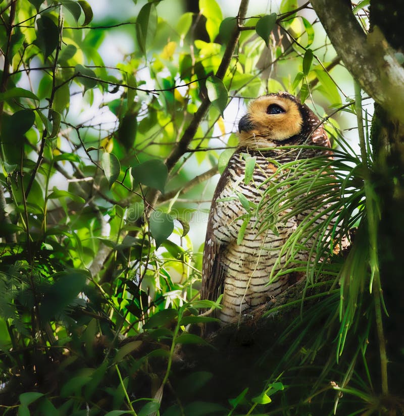 Portrait of a Spotted Wood Owl on Rainforest Stock Photo - Image of ...