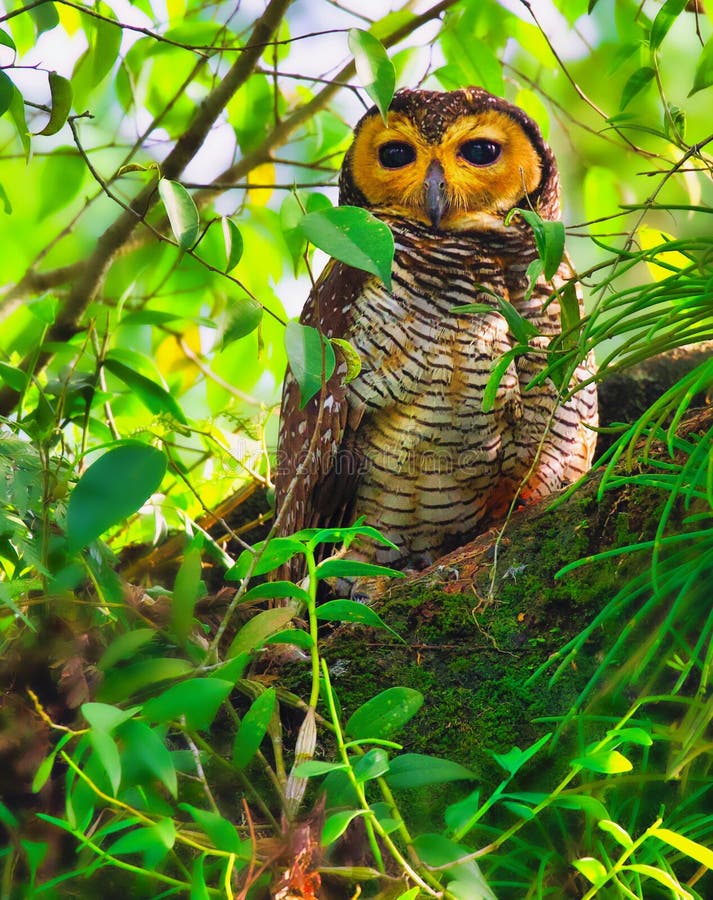Portrait of a Spotted Wood Owl on Rainforest Stock Photo - Image of ...