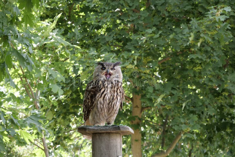 Bird, Owl, Ecosystem, Fauna Picture. Image: 132765864