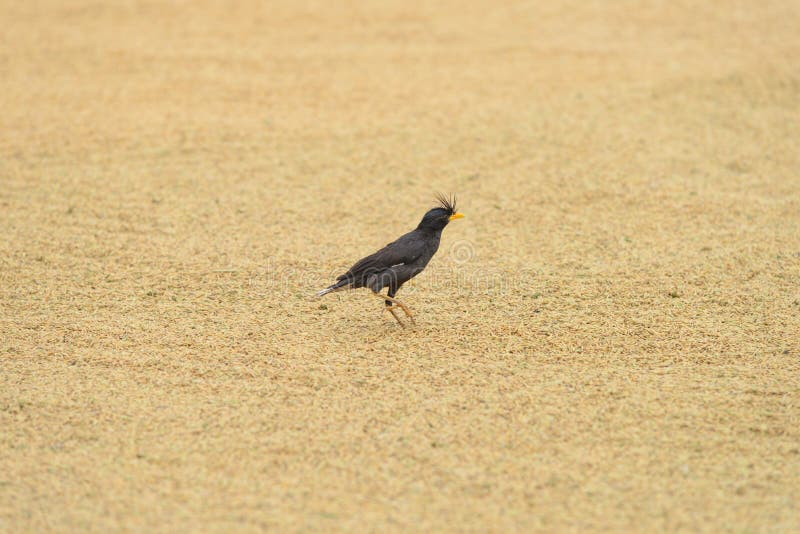 Bird on paddy stock photo. Image of black, natural, organic - 98773802