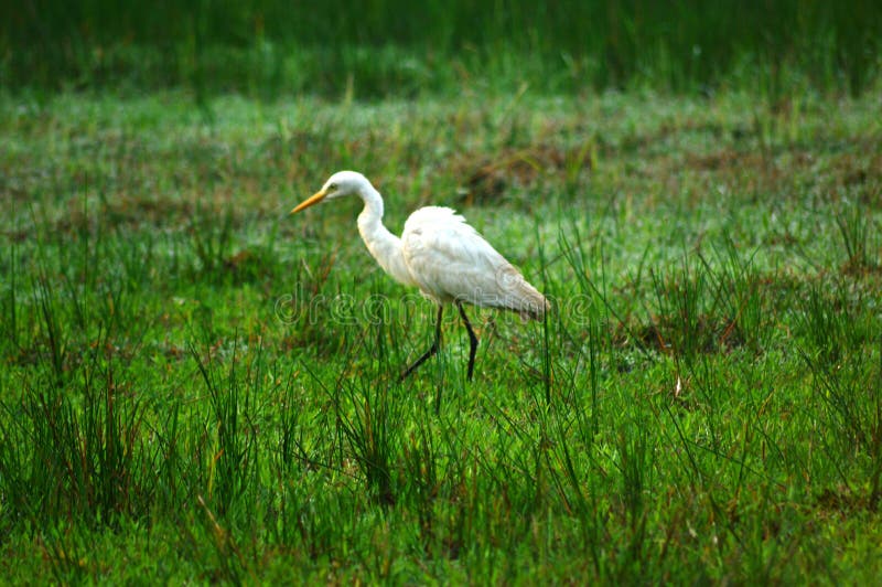 Paddy field and the birds stock photo. Image of plant - 181480922