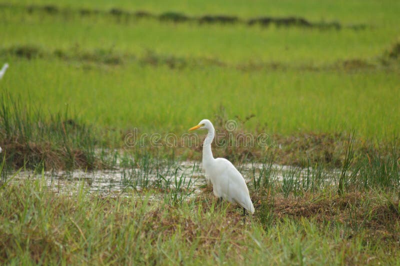 Bird on Paddy Field,white Heron Stock Photo - Image of marsh, waterfowl ...