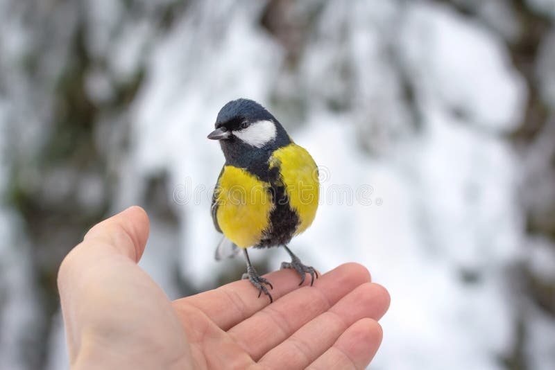A Bird in the Palm of Looking at You Stock Photo - Image of friends ...