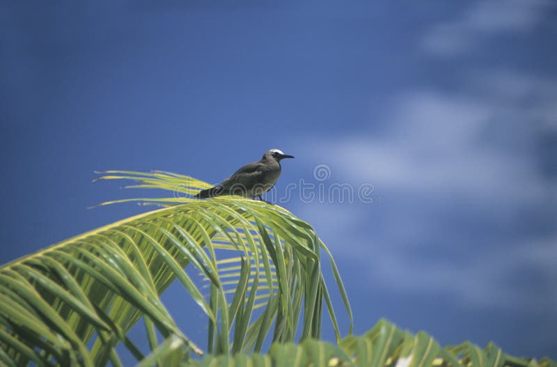Bird on a Palm Tree in Polynesia Stock Image - Image of atoll, dream ...