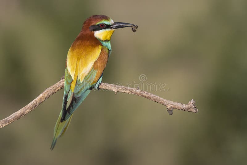 Bird of Paradise Bee-eater with a Bee in Its Beak Stock Image - Image ...