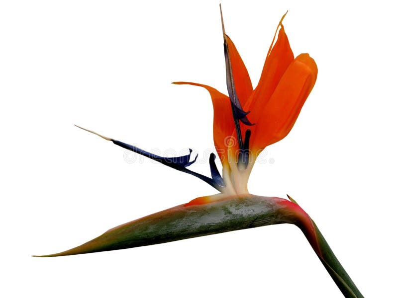 Bird of Paradise-design Element Stock Image - Image of strelitzia ...